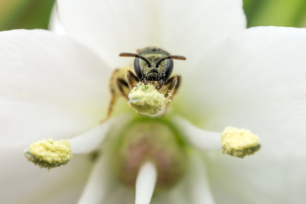Insects unlocked: microfotografía digital de insectos y de dominio ...